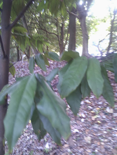 (Hopea semicuneata) - Botanical Realm