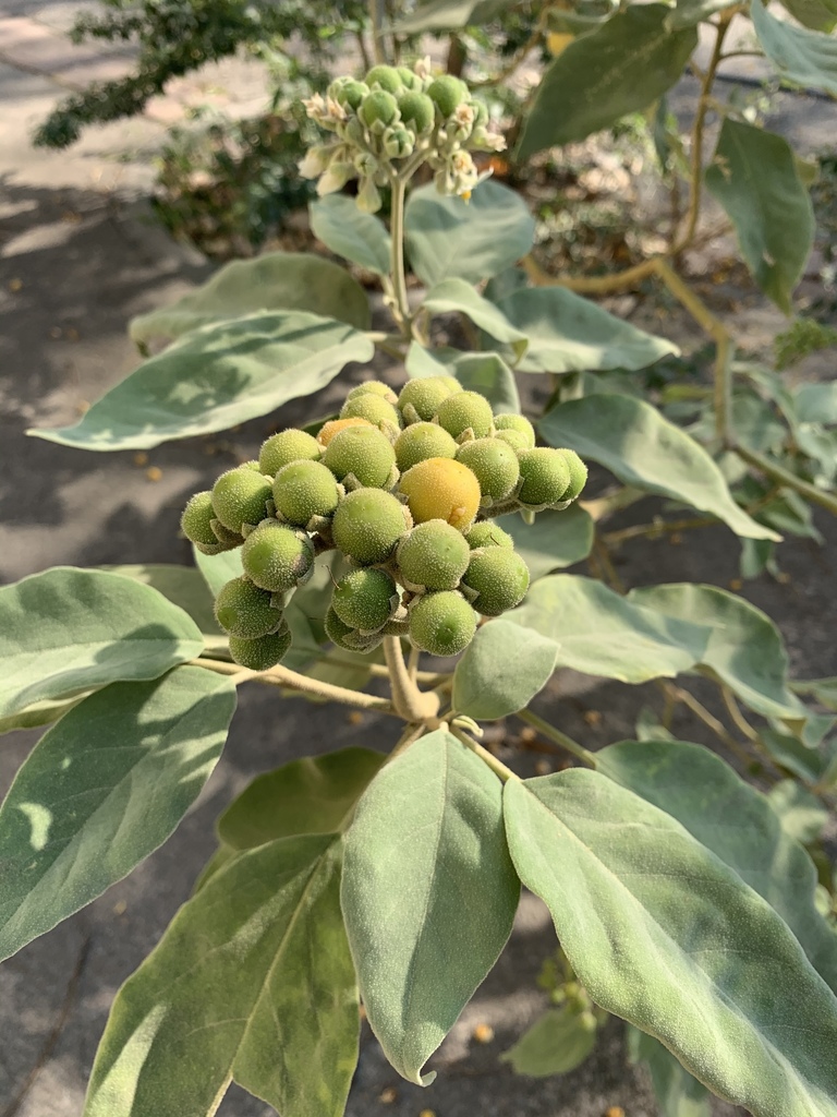 potato tree (Solanum erianthum) - Botanical Realm