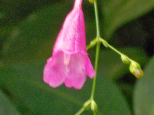 Strobilanthes cusia (Flora Singapore List S) · iNaturalist