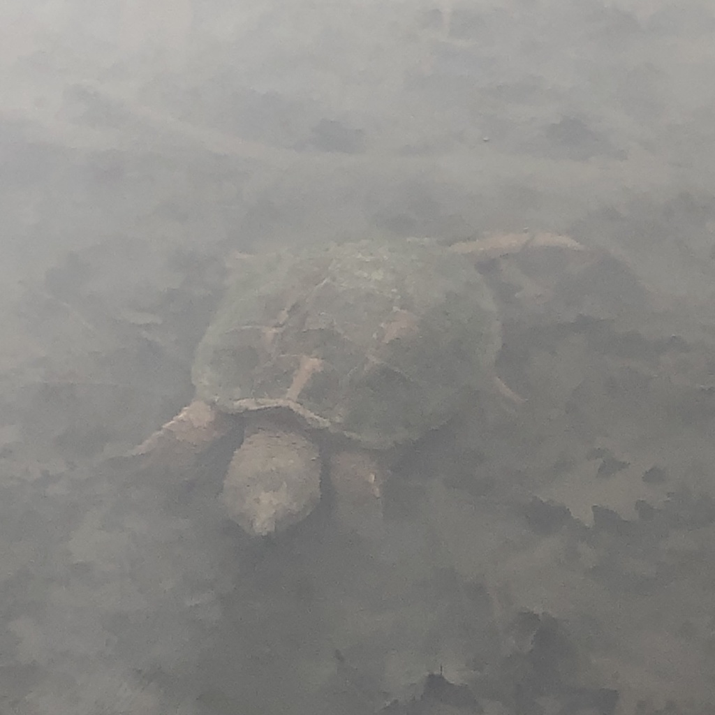 Common Snapping Turtle from Wright Lake, Troy, NY, US on April 29, 2020 ...