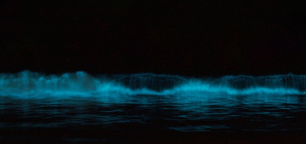 Lingulodinium polyedra from San Diego County, CA, USA on April 28, 2020 ...