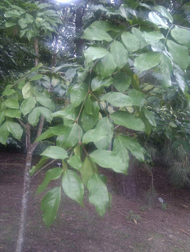 Maniltoa lenticellata (Flora Singapore List M) · iNaturalist