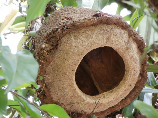 Lecythis ollaria (Flora Singapore List L) · iNaturalist