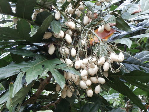 Aralidium pinnatifidum (Flora Singapore List A) · iNaturalist