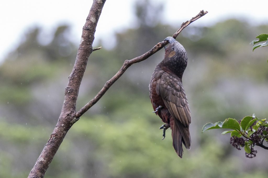 New Zealand Kaka (Nestor meridionalis) - Avian Discovery