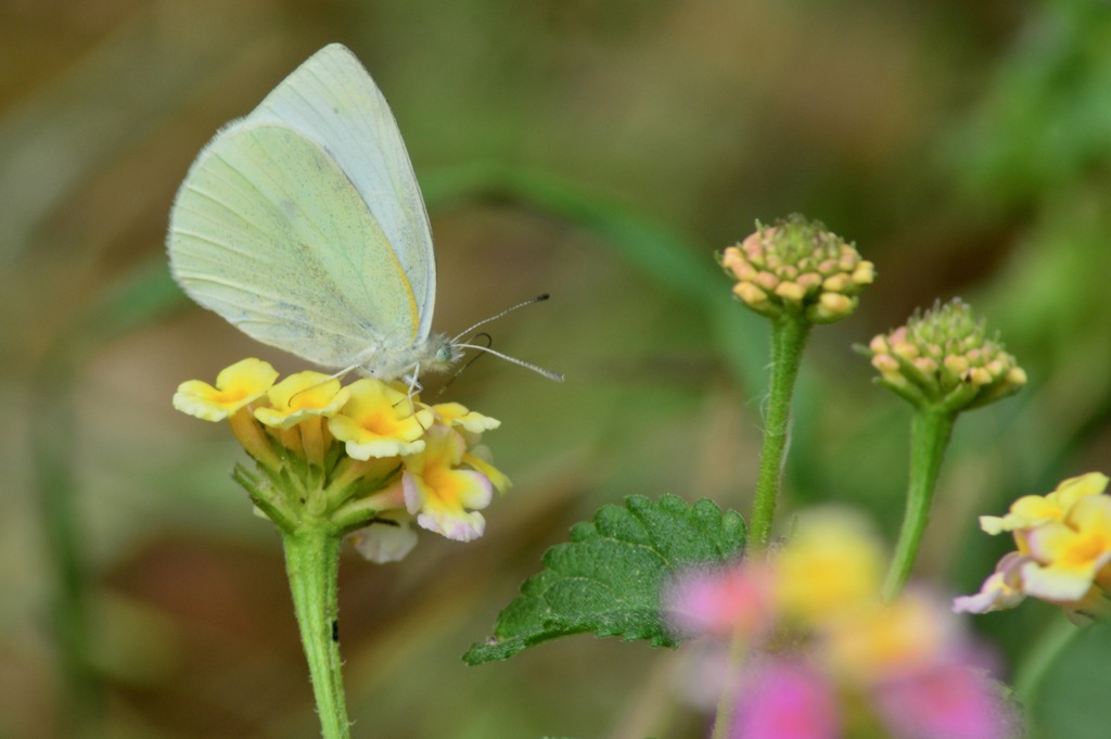 Small White from Hofit, Israel on April 5, 2020 at 04:22 PM by David ...