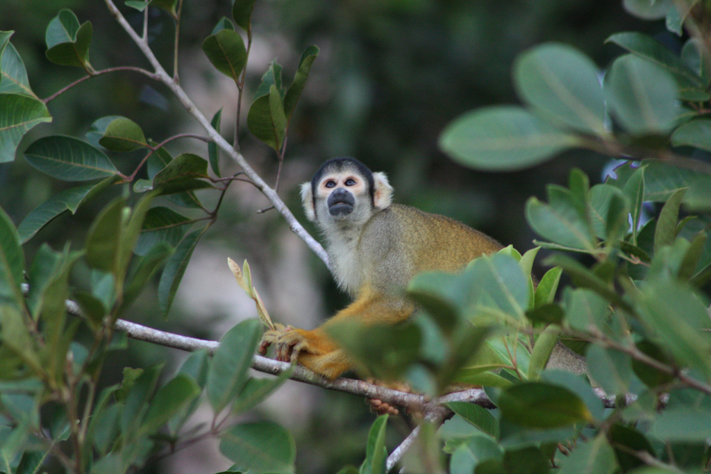 Black-capped Squirrel Monkey (Saimiri boliviensis) - Know Your Mammals