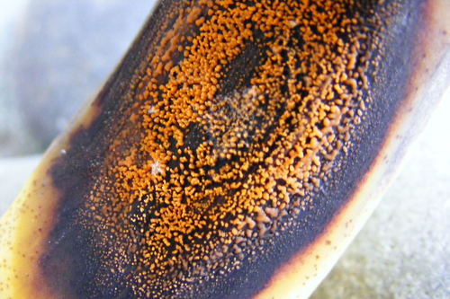 Gloeosporium musarum · NaturaLista Colombia