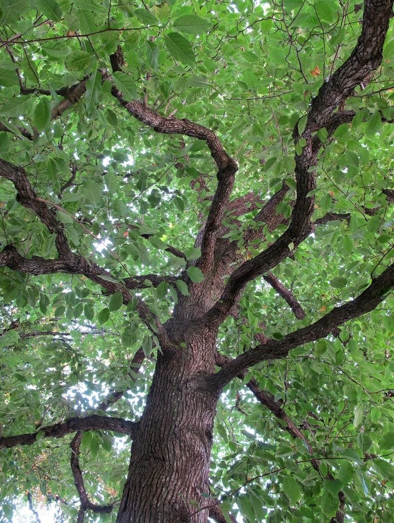 Cucumber-tree (Magnolia acuminata) - Botanical Realm