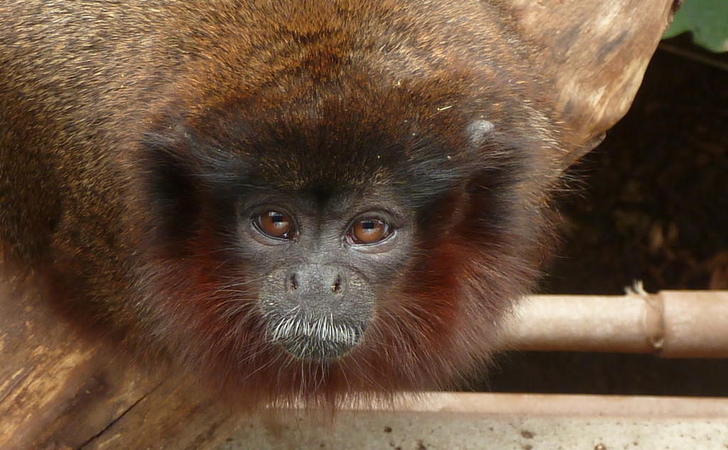 Coppery Titi Monkey (Colombian Mammals ) · NaturaLista Colombia