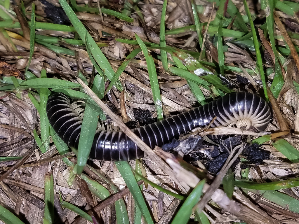 Florida Ivory Millipede from Along Loop Road, Monroe County, FL, USA on ...