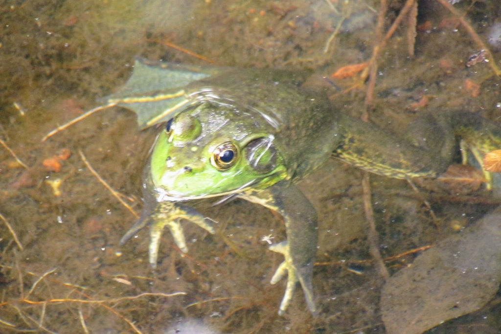American Bullfrog from 355 Julia Davis Dr, Boise, ID 83702, USA on ...