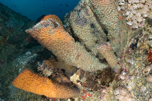 Mycale euplectellioides · iNaturalist United Kingdom