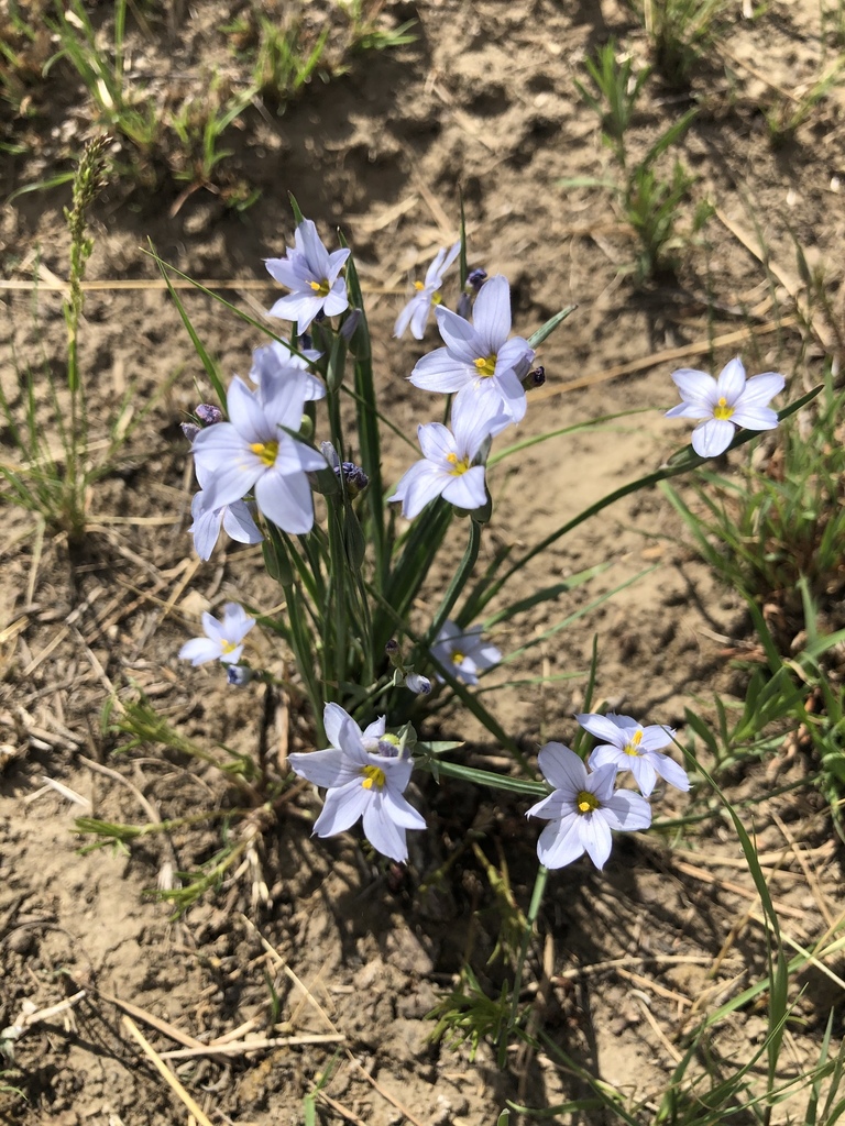 prairie blue-eyed grass from Hitchcock Nature Center, Honey Creek, IA ...