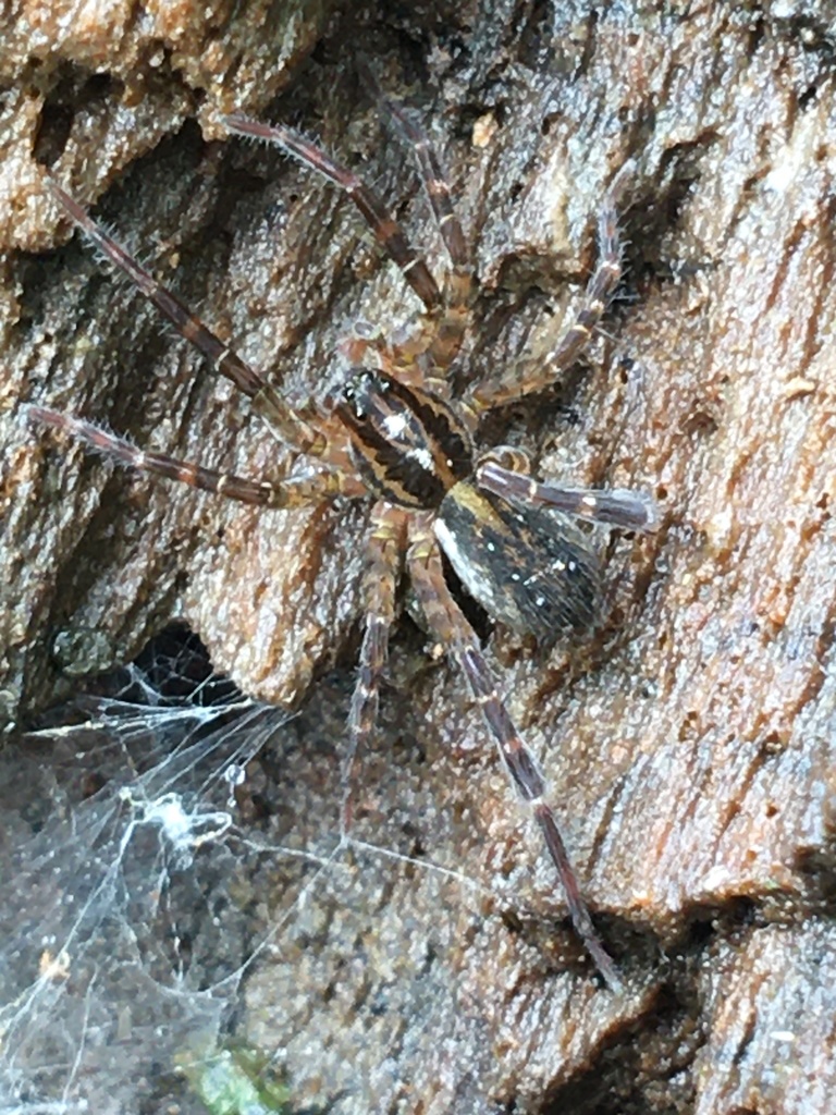 Lonely Wolf Spider from Corning, AR, US on April 29, 2020 at 03:33 PM ...