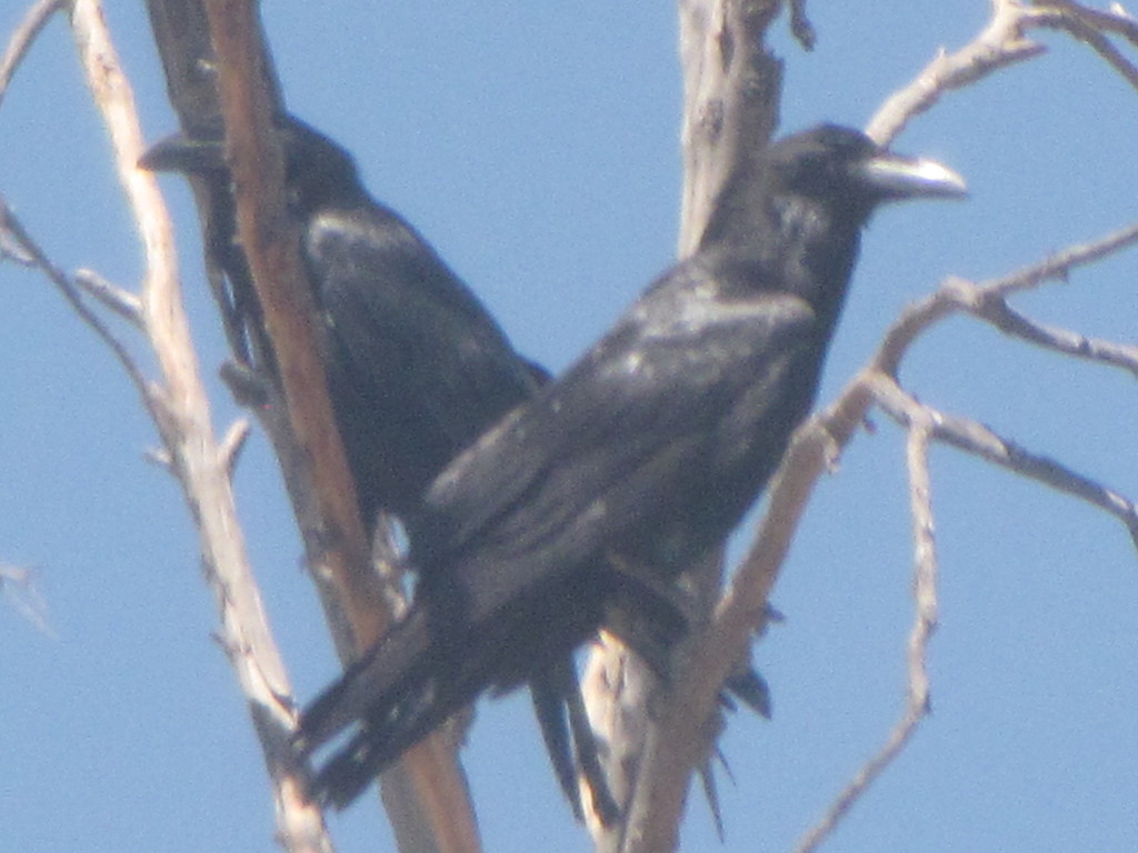 Common Raven from Yahualica de González Gallo, Jal., México on April 29 ...