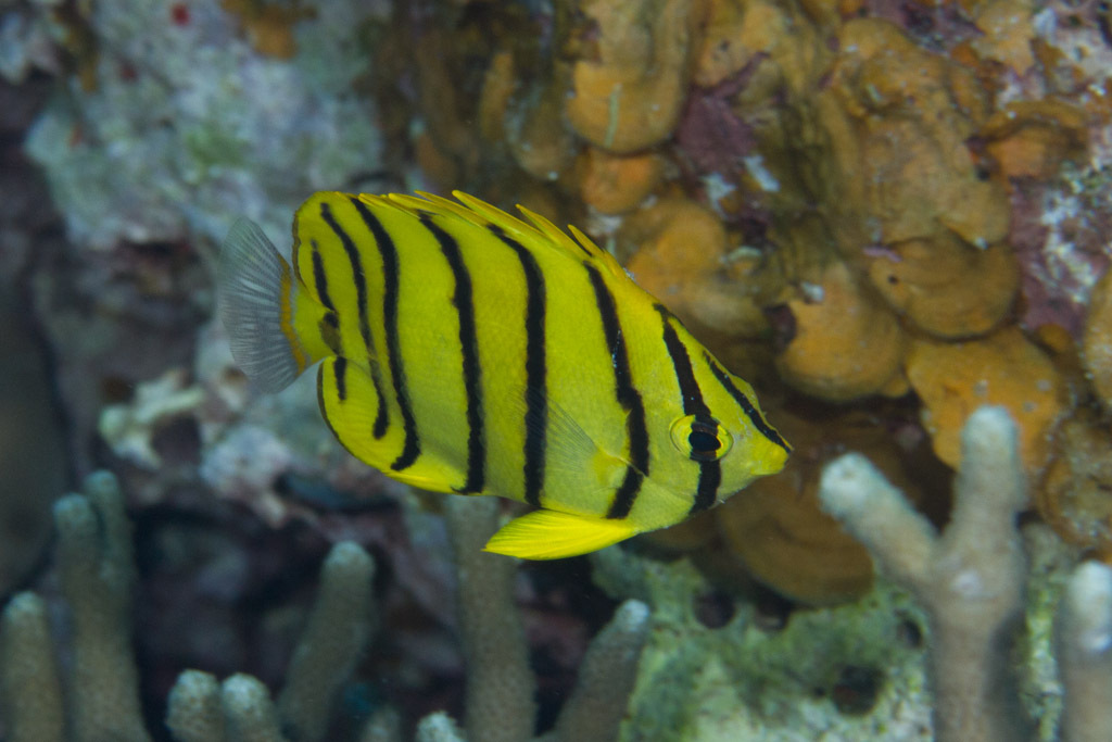 Eightband Butterflyfish (Ray-finned Fishes of Dauin Philippines ...