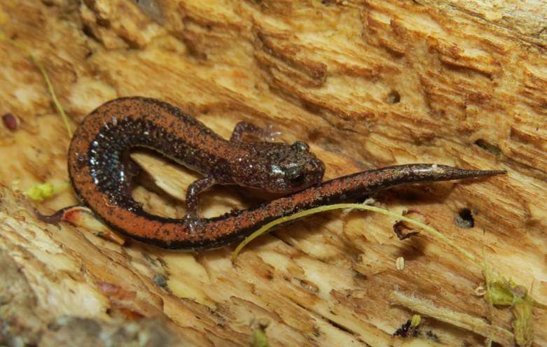 Eastern Red-backed Salamander from Davidson County, US-NC, US on April ...