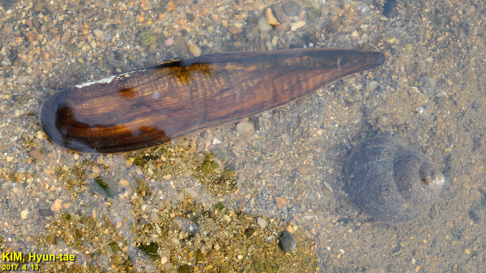 Lanceolaria Conrad, 1853