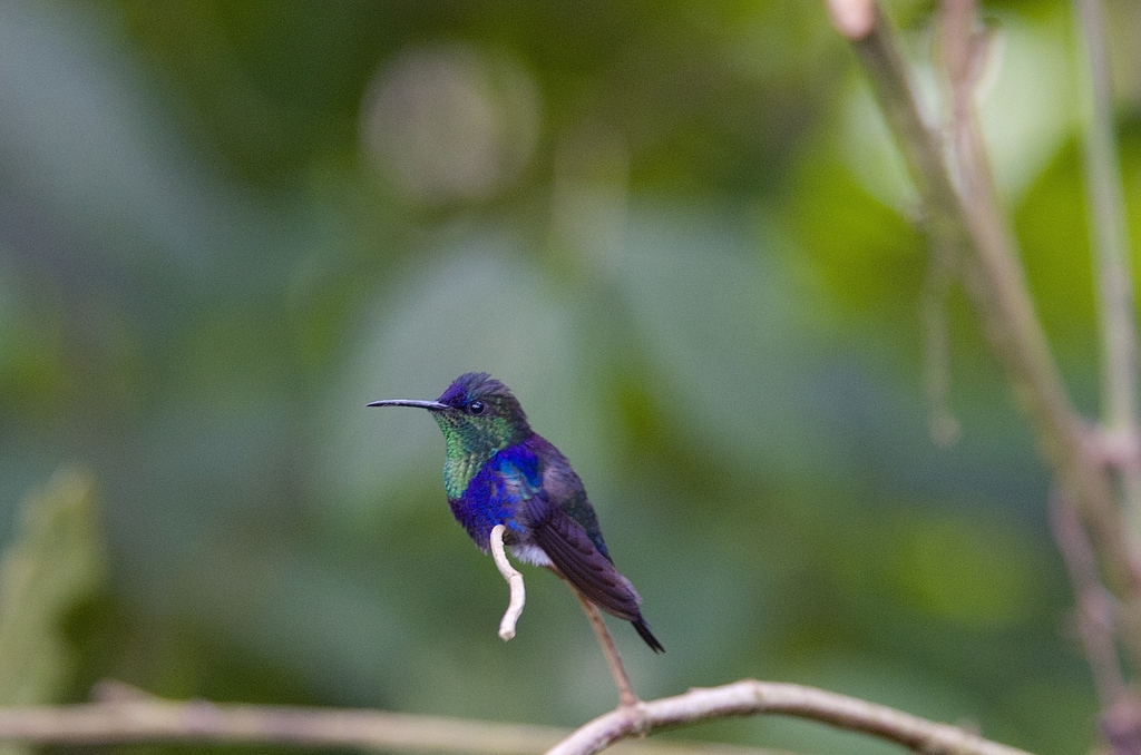 Crowned Woodnymph from Anton Valley, Panama on February 16, 2016 at 07: ...