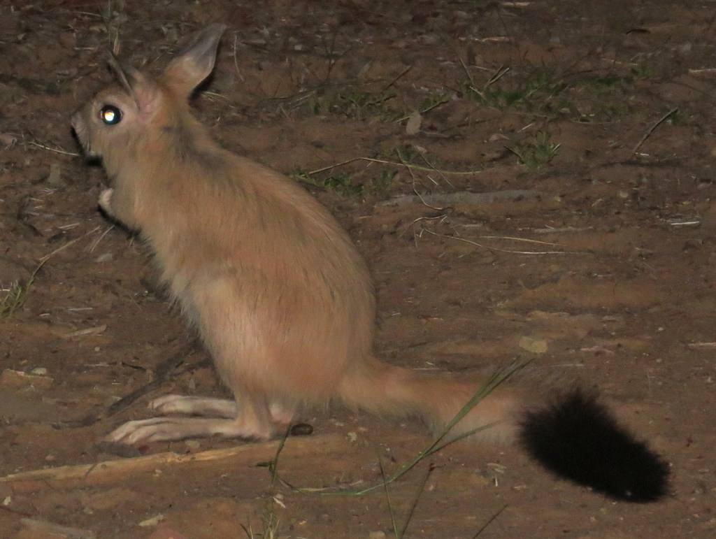 Southern Springhare from Bosveld, South Africa on March 7, 2017 at 06: ...