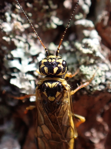 Acantholyda maculiventris · iNaturalist