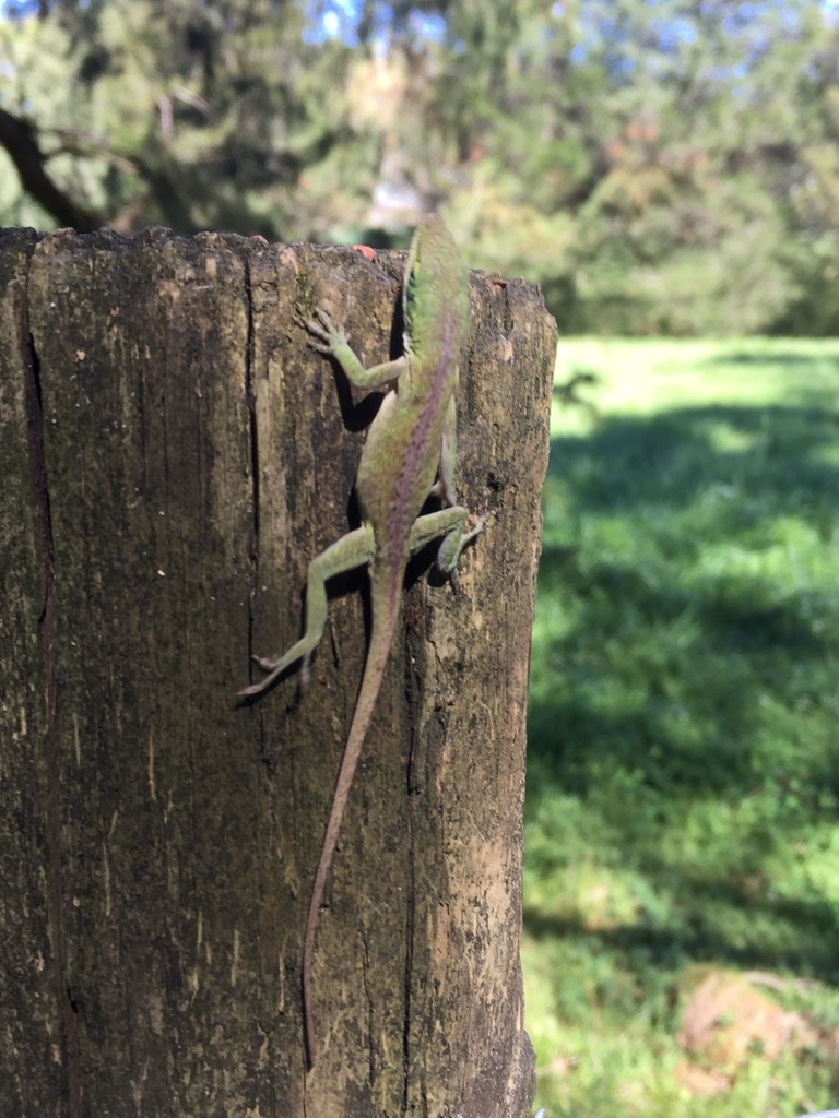 Green Anole from Georgia, US on April 01, 2017 by graciasam · iNaturalist