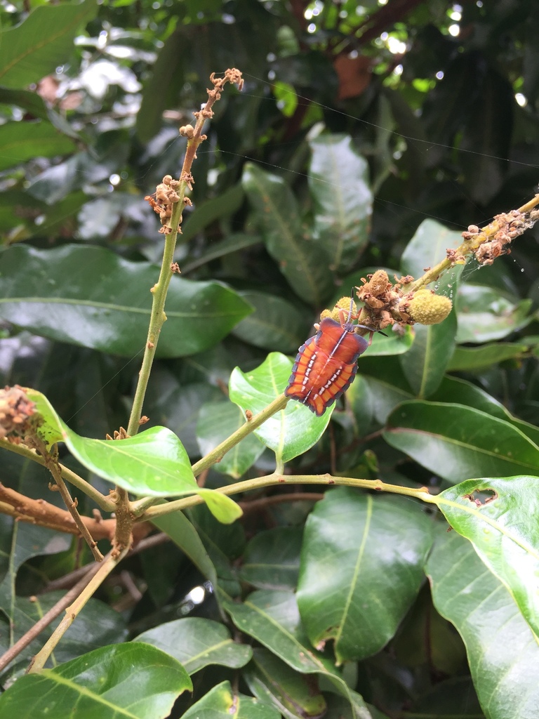 Lychee Stink Bug from Changhua, TW-TA, TW on April 25, 2020 at 09:42 AM ...