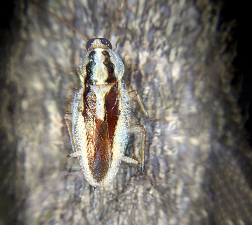 Género Dendroblatta · iNaturalist Mexico