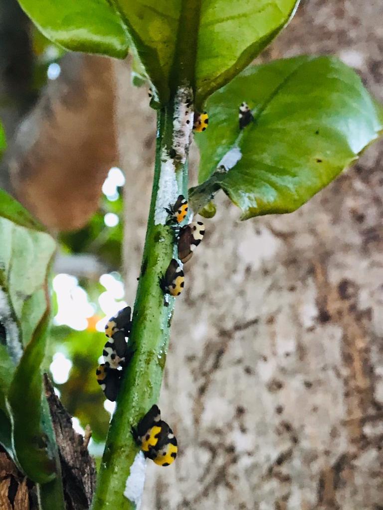 Mexican Treehopper by Julia Rodliza · iNaturalist