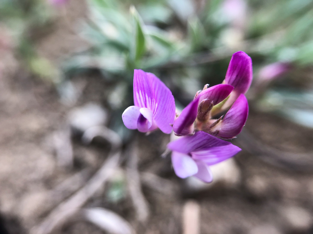 Tufted Milkvetch (Astragalus spatulatus) - Botanical Realm