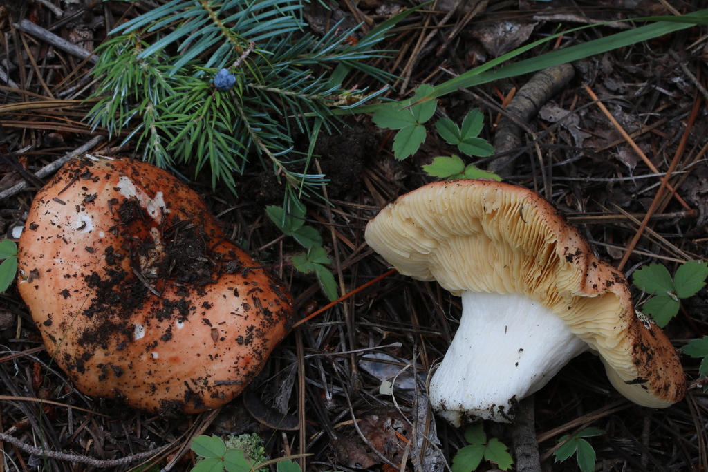 Russula aurantioflammans from Coconino County, AZ, USA on September 08 ...