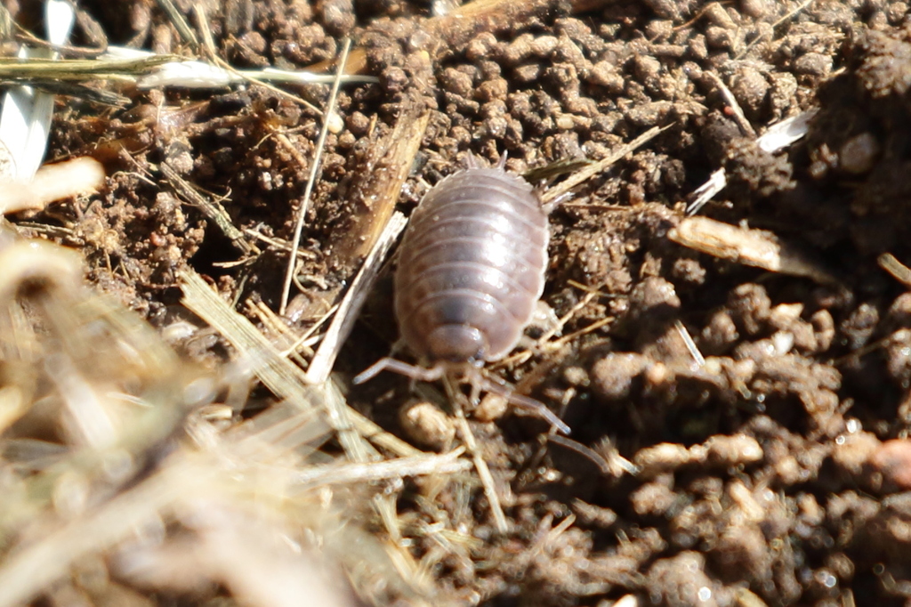 Swift Woodlouse from Wilton, CA, USA on April 25, 2020 at 09:42 AM by L ...