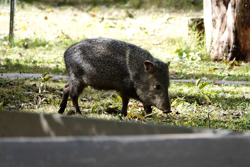 Collared Peccary from Patagonia, AZ 85624, USA on November 30, 2019 at ...