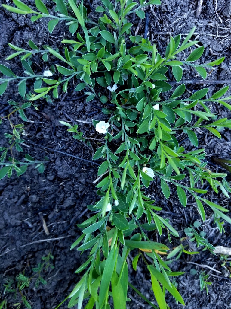 silky evolvulus from Montgomery County, TX, USA on April 26, 2020 at 01 ...