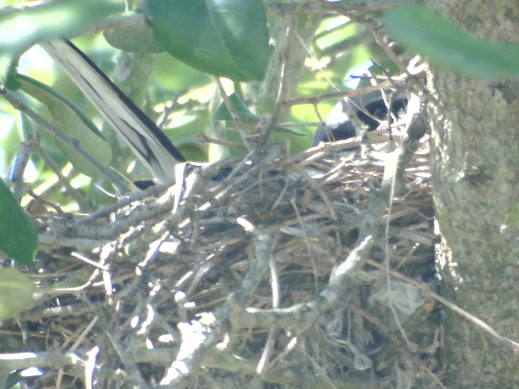 Loggerhead Shrike from El Franco Lee Park, Houston, TX 77581, USA on ...