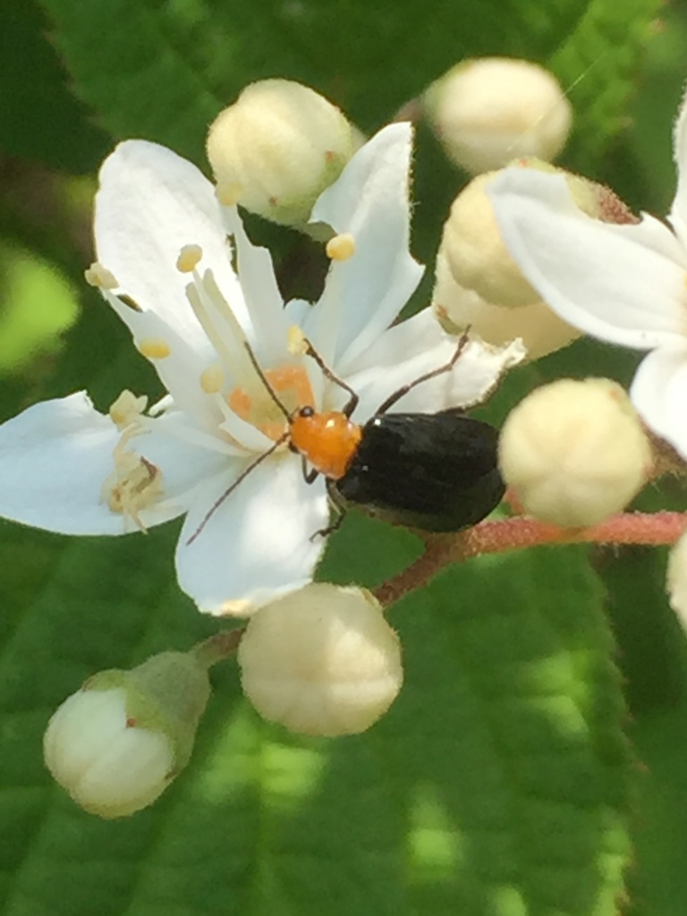 Aulacophora nigripennis from Kamariyahigashi 4-Chōme, Kanazawa-Ku ...