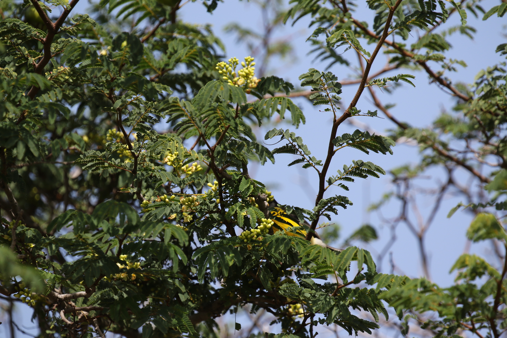 Libidibia coriaria (Jacq.) Schltdl.