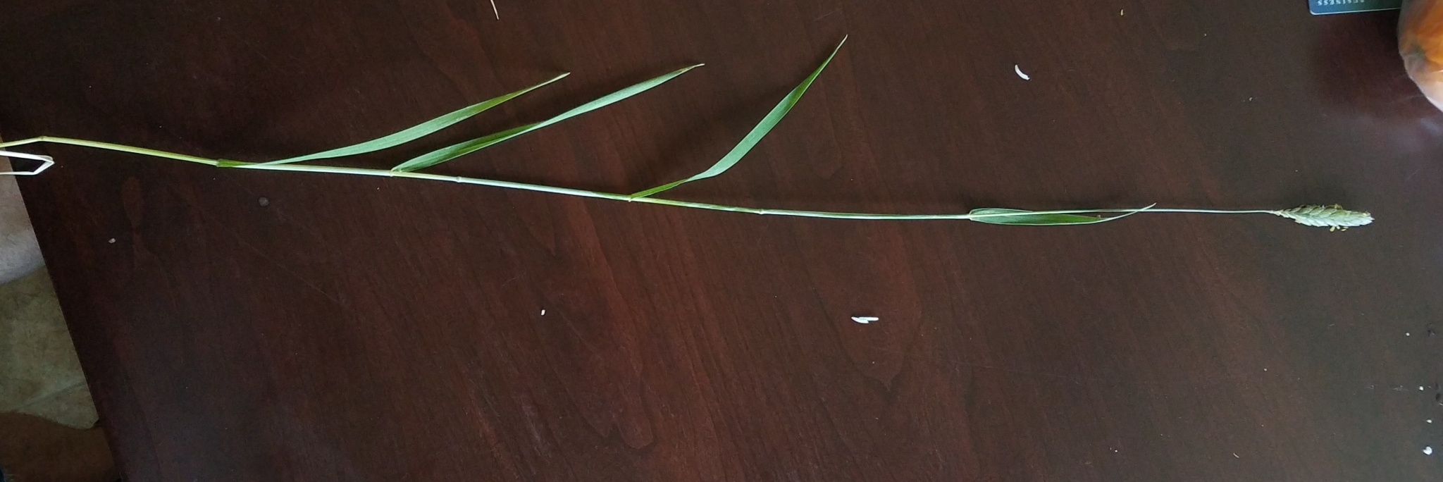 Triticum aestivum subsp. compactum (Host) Domin