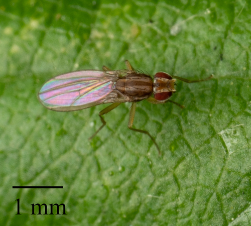 Scaptomyza paravittata · iNaturalist