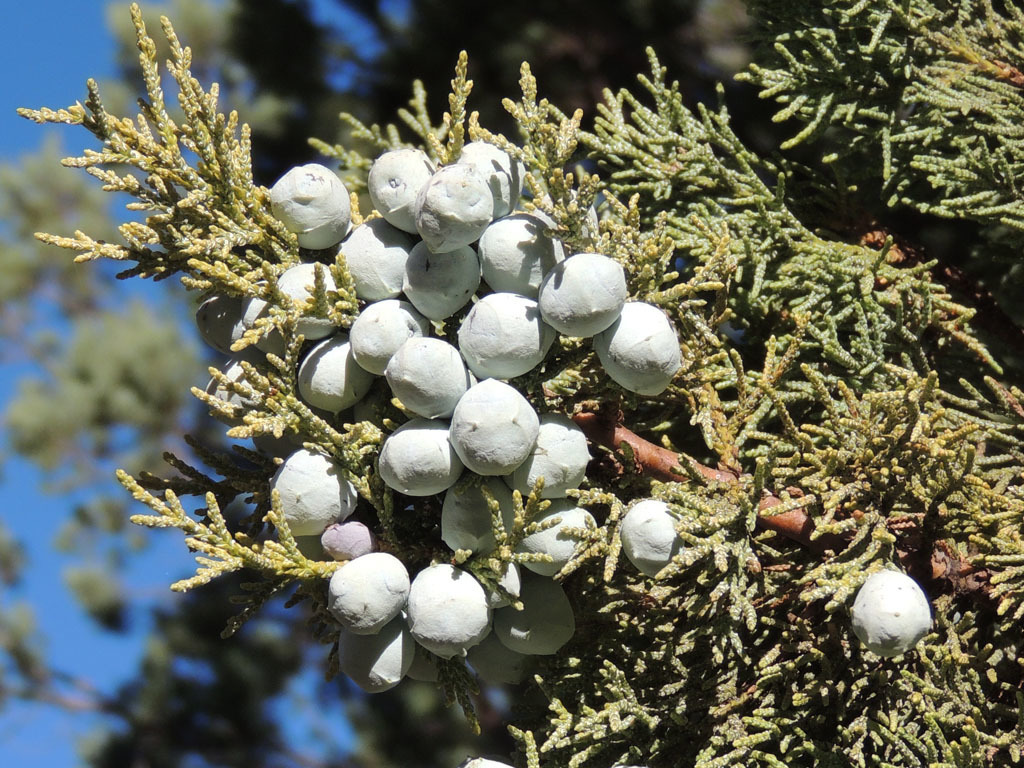 alligator juniper from Yavapai County, AZ, USA on April 20, 2020 at 07: ...