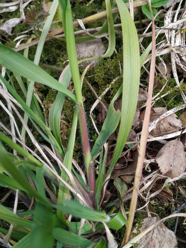 Lesser Hairy-brome from Клёново, Москва, Россия on April 26, 2020 at 01 ...
