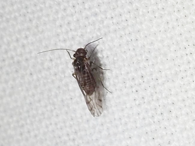 Barklice, Booklice, and Parasitic Lice in April 2020 by Kimberlie Sasan ...