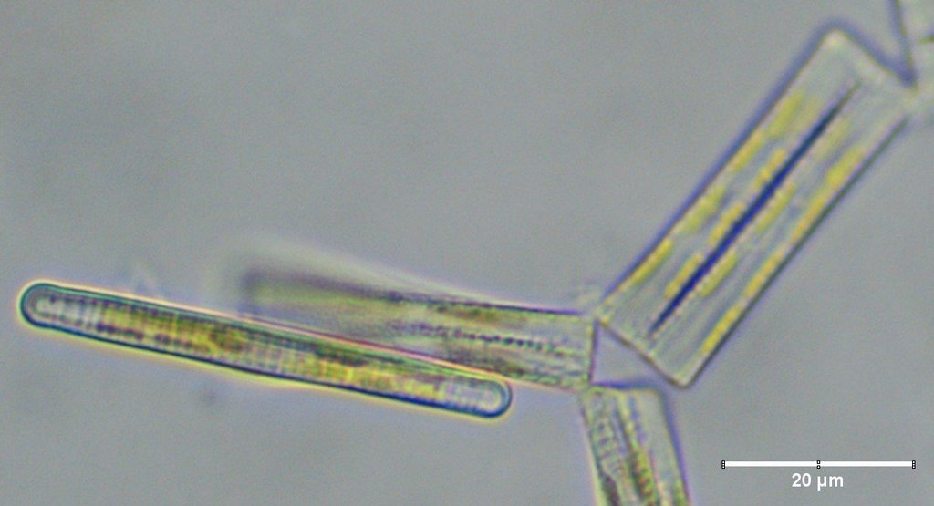 Diatoma tenuis from Floating algal mat near shore of Oquirrh Lake ...