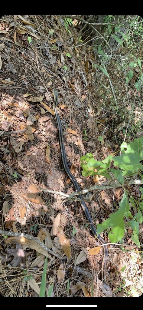 Eastern Ratsnake from Conway, SC, US on April 30, 2020 at 01:26 AM by ...