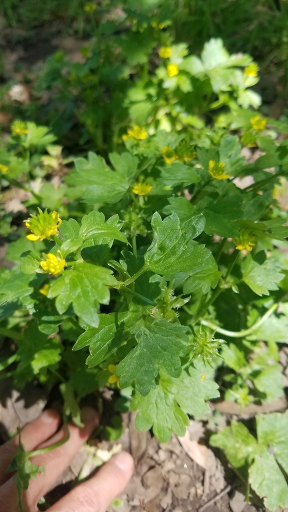 Rough-fruited buttercup from Fair Oaks, CA, USA on April 28, 2020 at 11 ...