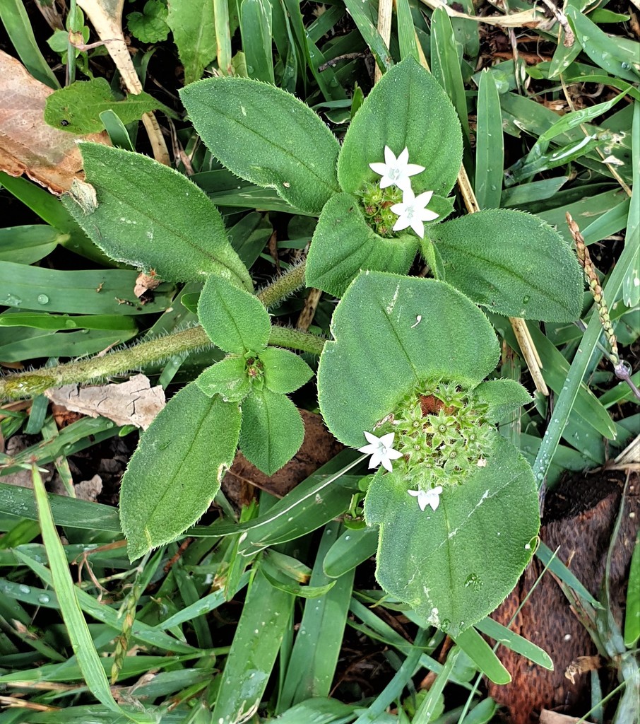 Tropical Mexican Clover from Sydney NSW, Australia on April 29, 2020 at ...