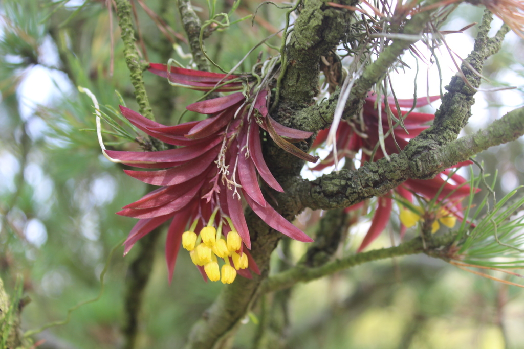 Pterostemma antioquiense from La Ceja, Antioquia, Colombia on April 12 ...