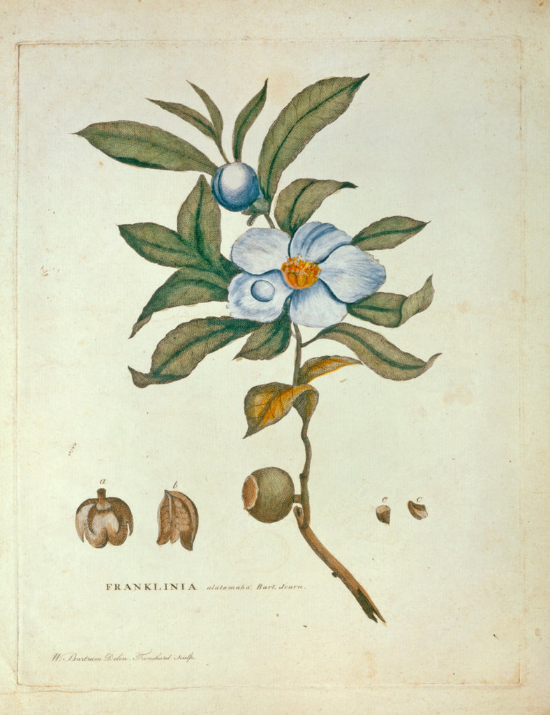 Franklin tree (Franklinia alatamaha) - Botanical Realm