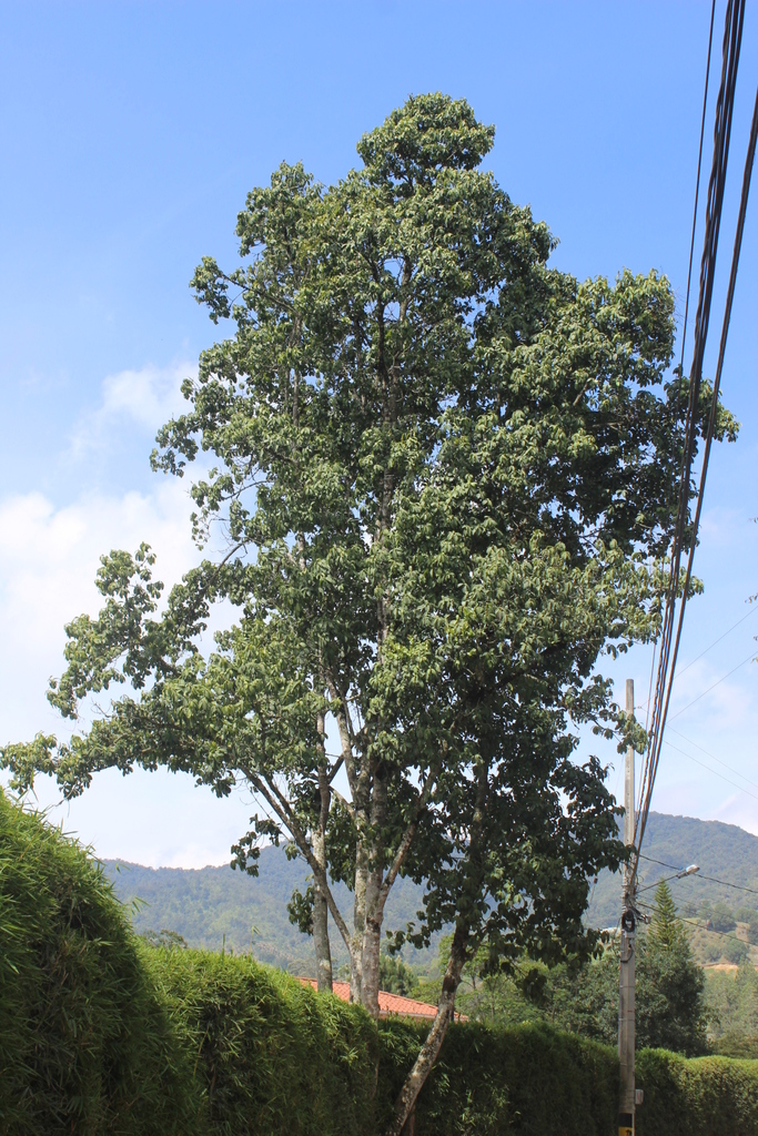 Ficus brevibracteata from La Ceja, Antioquia, Colombia on April 27 ...